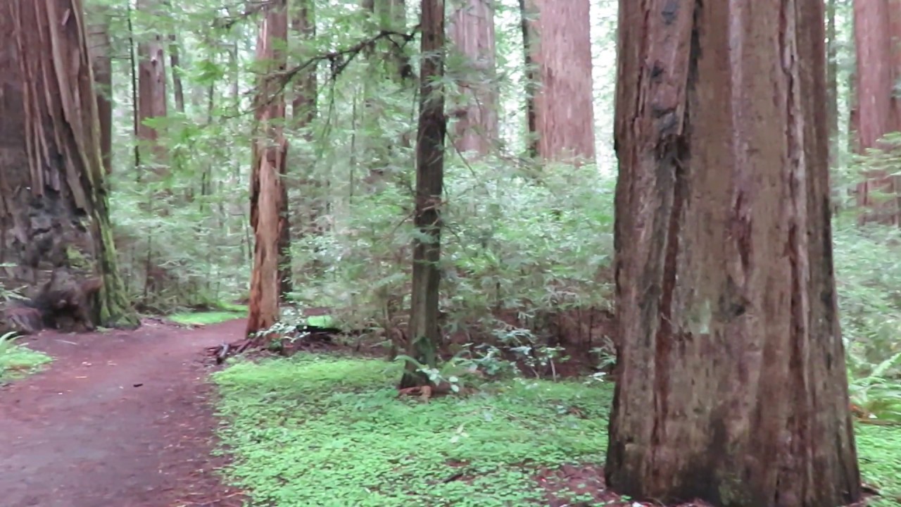 Rockefeller Forest - Humboldt Redwoods State Park - California - YouTube