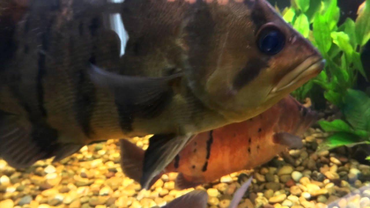 Siam Tiger fish - YouTube