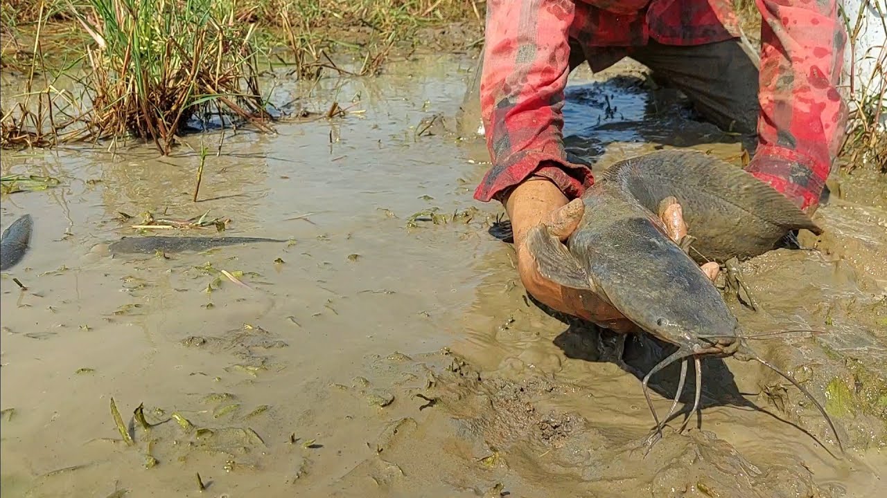 Amazing fisherman catch fish very happy by kh solo - YouTube