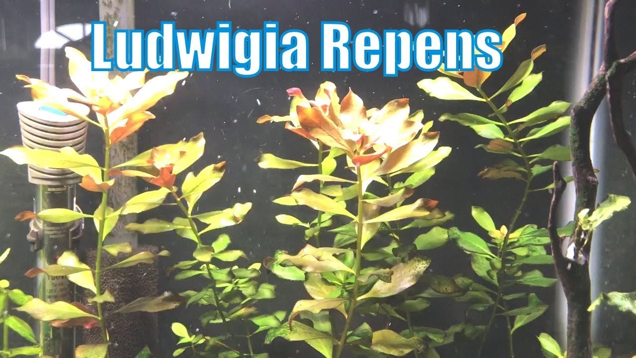 Ludwigia Repens - Beginner Plant - YouTube