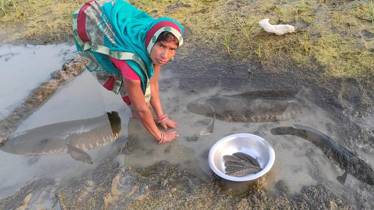 traditional catching fish in village style , cooking&eating snake Head ...