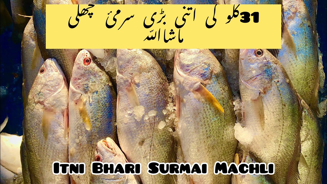 Itni Bhari Surmai Machli #2022 - YouTube