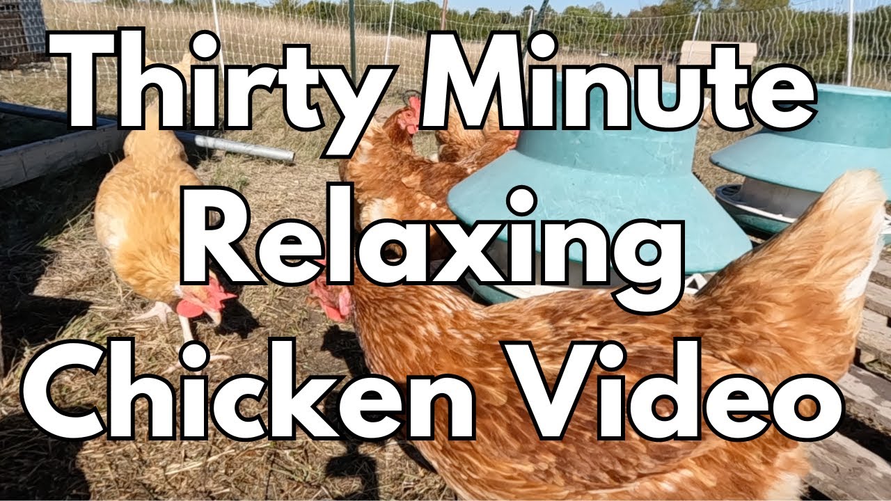 Ambience Chicken Yard Noises | 30 minute Relaxing Barnyard | Work ...