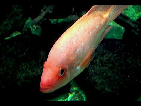 フラミンゴシクリッド Midas cichlid, Red devil Amphilophus citrinellus - YouTube