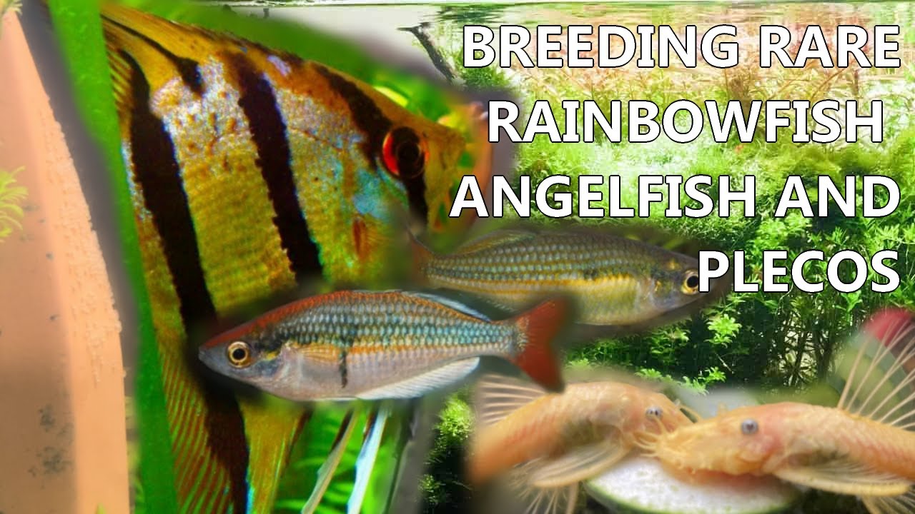 Breeding Peruvian Altum Angelfish, Kali Tawa Rainbowfish, Bristlenose ...
