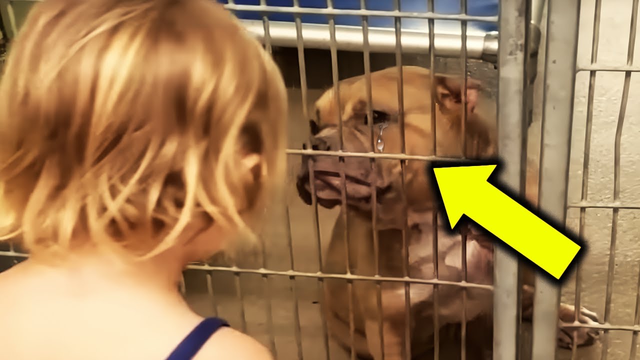 Sick Pit Bull Is Rejected By Everyone, Then a 2 year old Girl Sees It ...