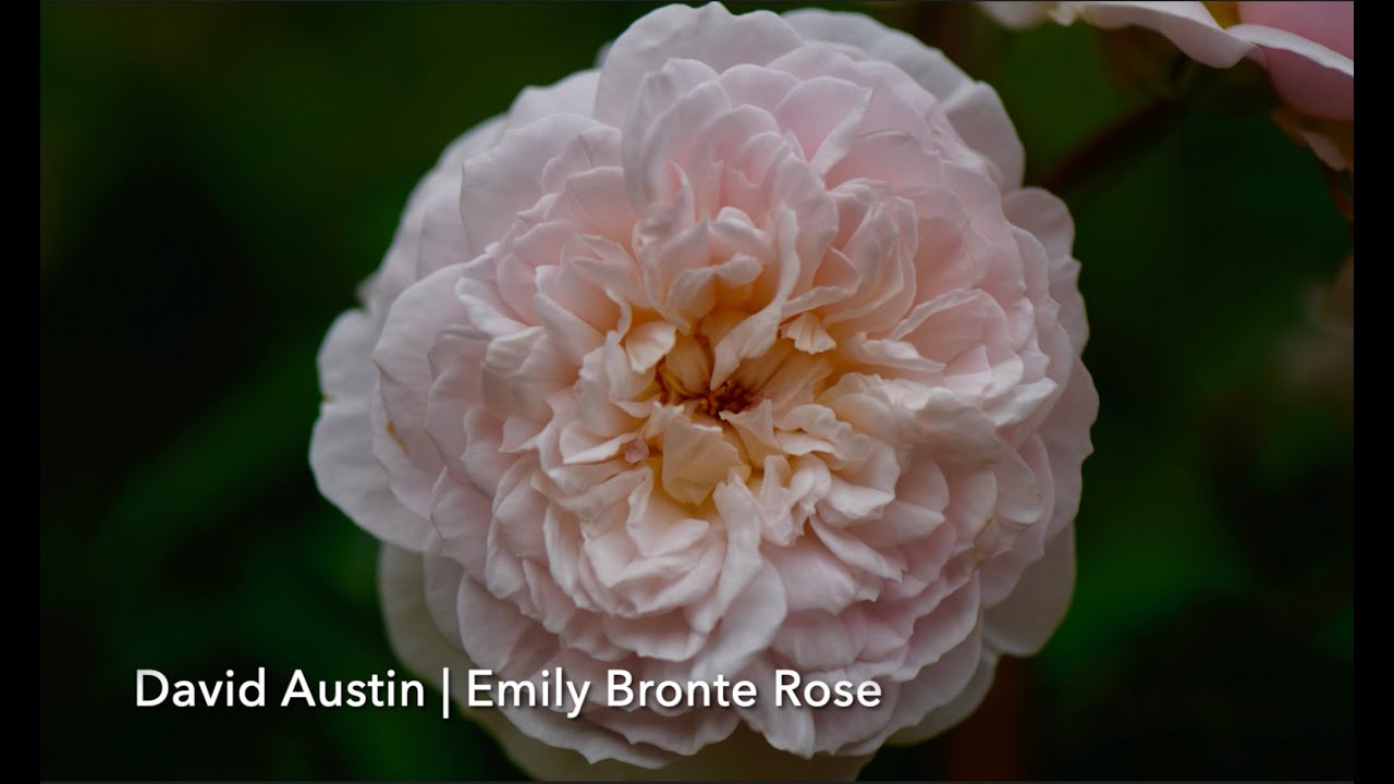 David Austin | Emily Brontë Rose - YouTube