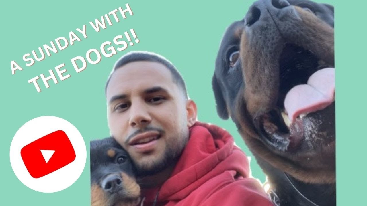 feeding 400 lbs of DOGS! Rottweilers and American Bulldogs - YouTube