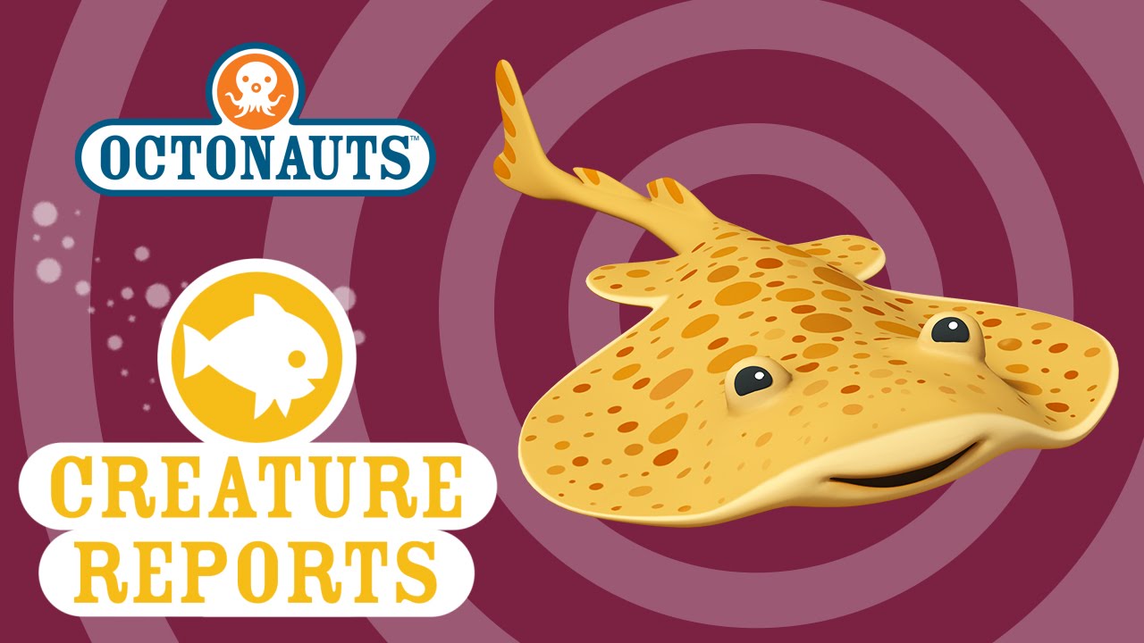 Octonauts: Creature Report - Torpedo Rays - YouTube