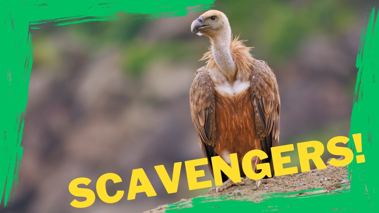 Ecosystem Heroes: The Vital Role of Scavengers - YouTube