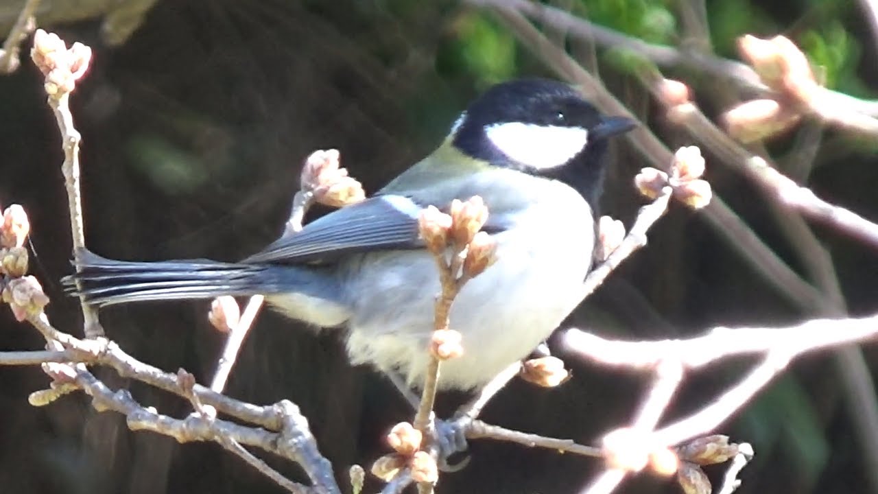 Japanese Tit ( Parus minor ) Capture worms and others from January to ...