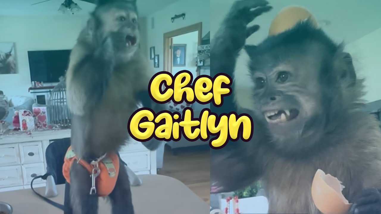 Start Your Day With Chef Gaitlyn Rae (Cooking the doggies) - YouTube