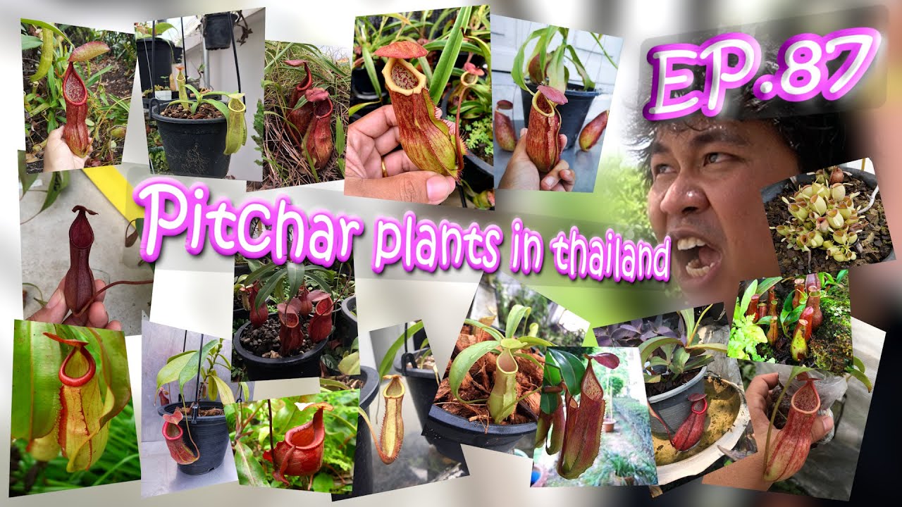 EP.87 เสือ11ตัว และหม้อข้าวหม้อแกงลิงไทย (Pitcher plants in thailand ...