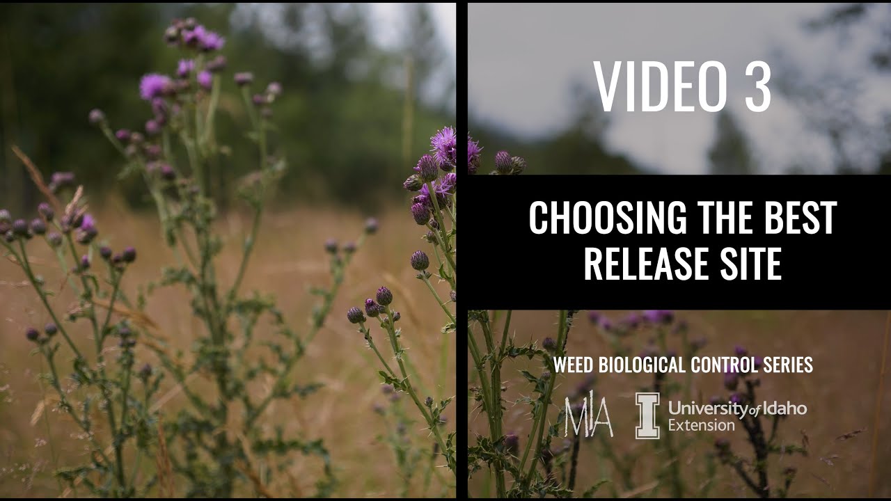 3. Choosing the best weed biocontrol release sites - YouTube