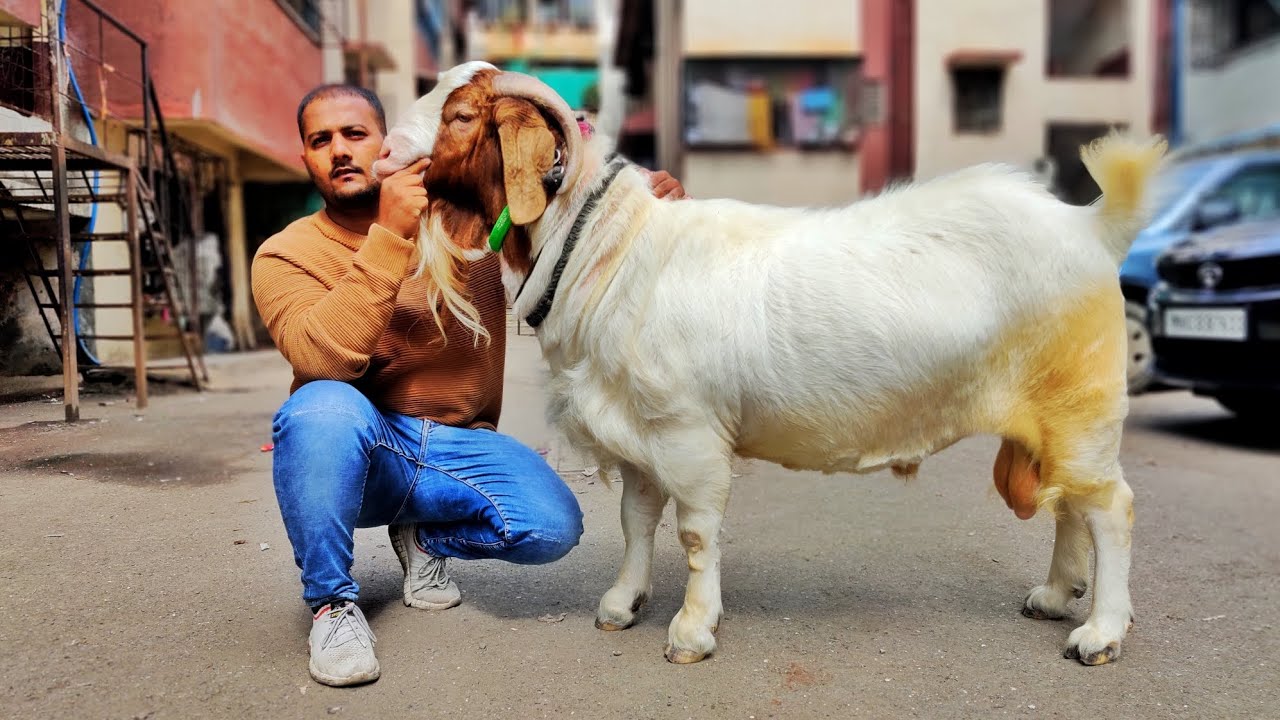ZALZALA | India's Most Beautiful & Heavyweight Boer Goat - YouTube