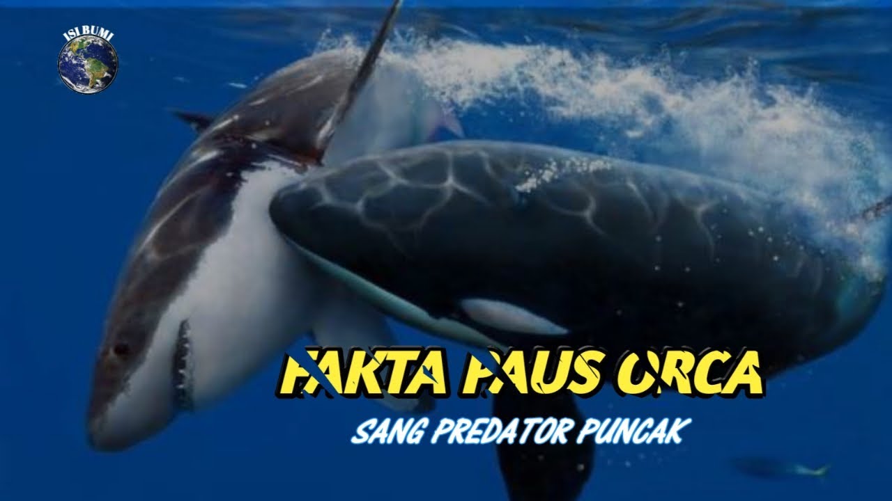 Mengapa Paus Orca menjadi Predator puncak??? - YouTube