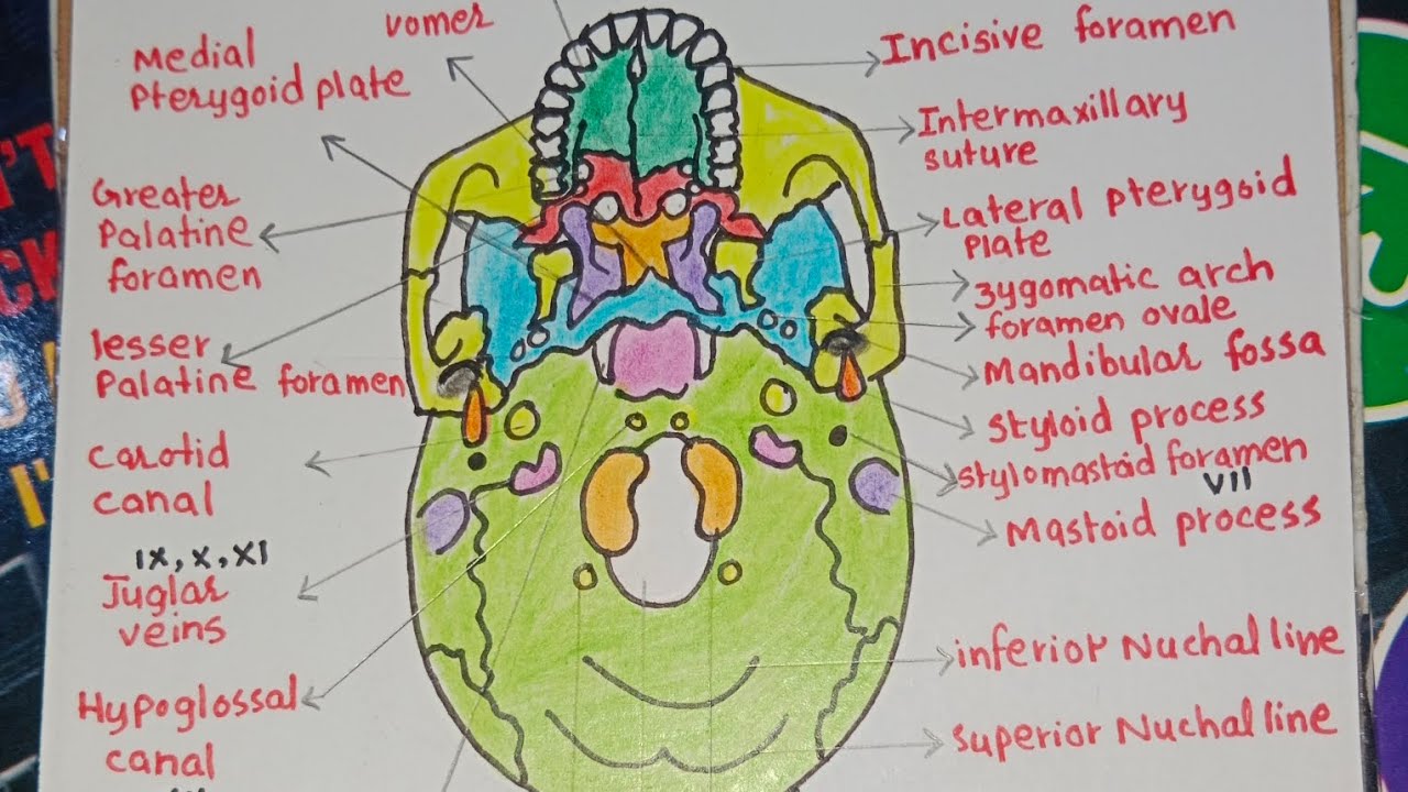 Draw Norma basalis | easy method | 1st year BDS - YouTube