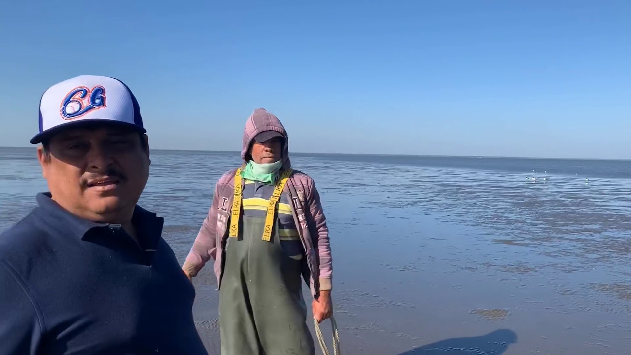 Recolectando y cociendo caracol Chino o caracol burro - YouTube