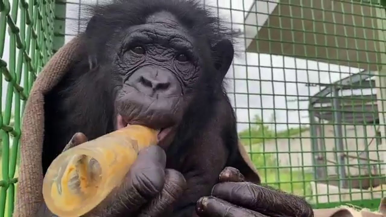 Happy Wild Bonobos Morning - YouTube
