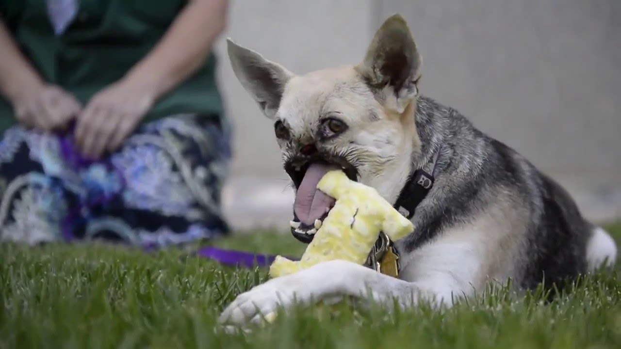 Los Perros Mas Leales Del mundo TOP 8 - YouTube