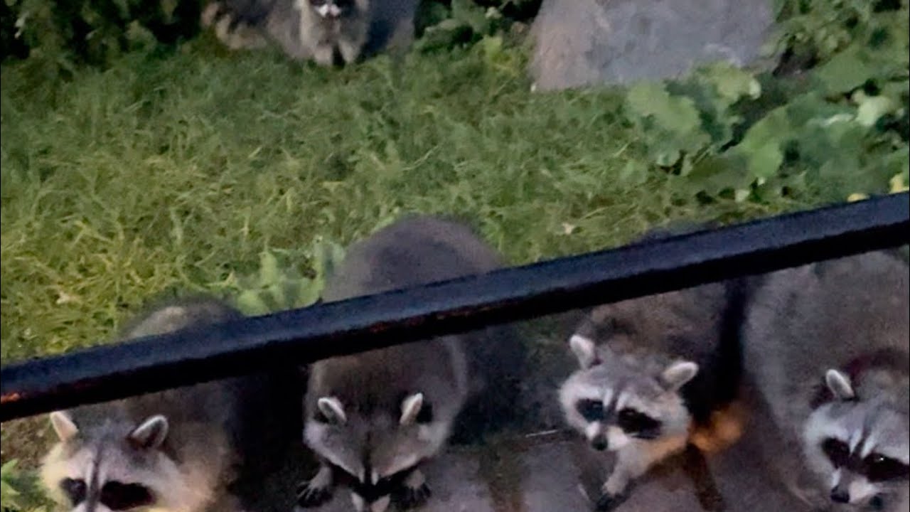 Boss raccoon - YouTube