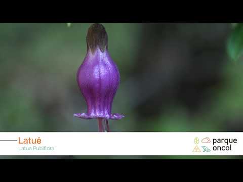 Latué Latua Pubiflora
