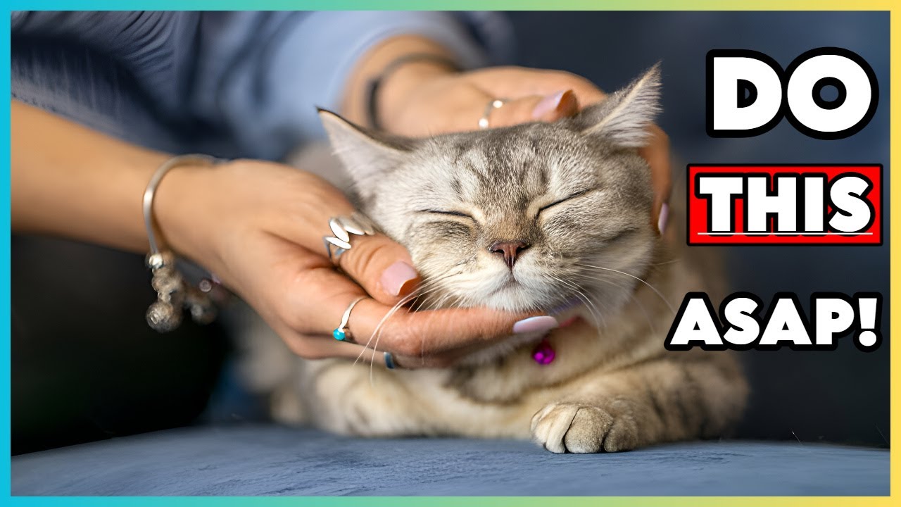 8 Powerful Ways to Make Your Indoor Cat Happier and Healthier! 🐱 - YouTube