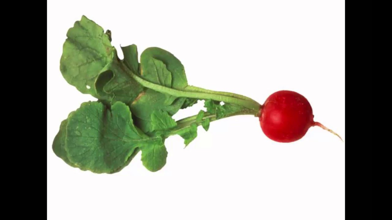 Radish Oil Health Benefits - YouTube