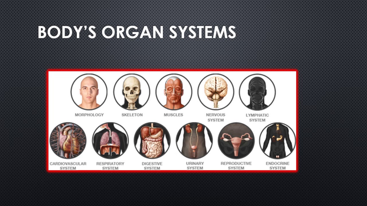 An Introduction to the Human body- Chapter 1 - YouTube