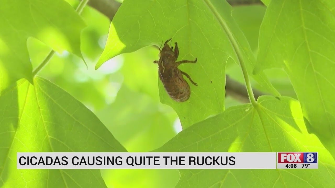 Cicadas cause ruckus in Piedmont Triad - YouTube
