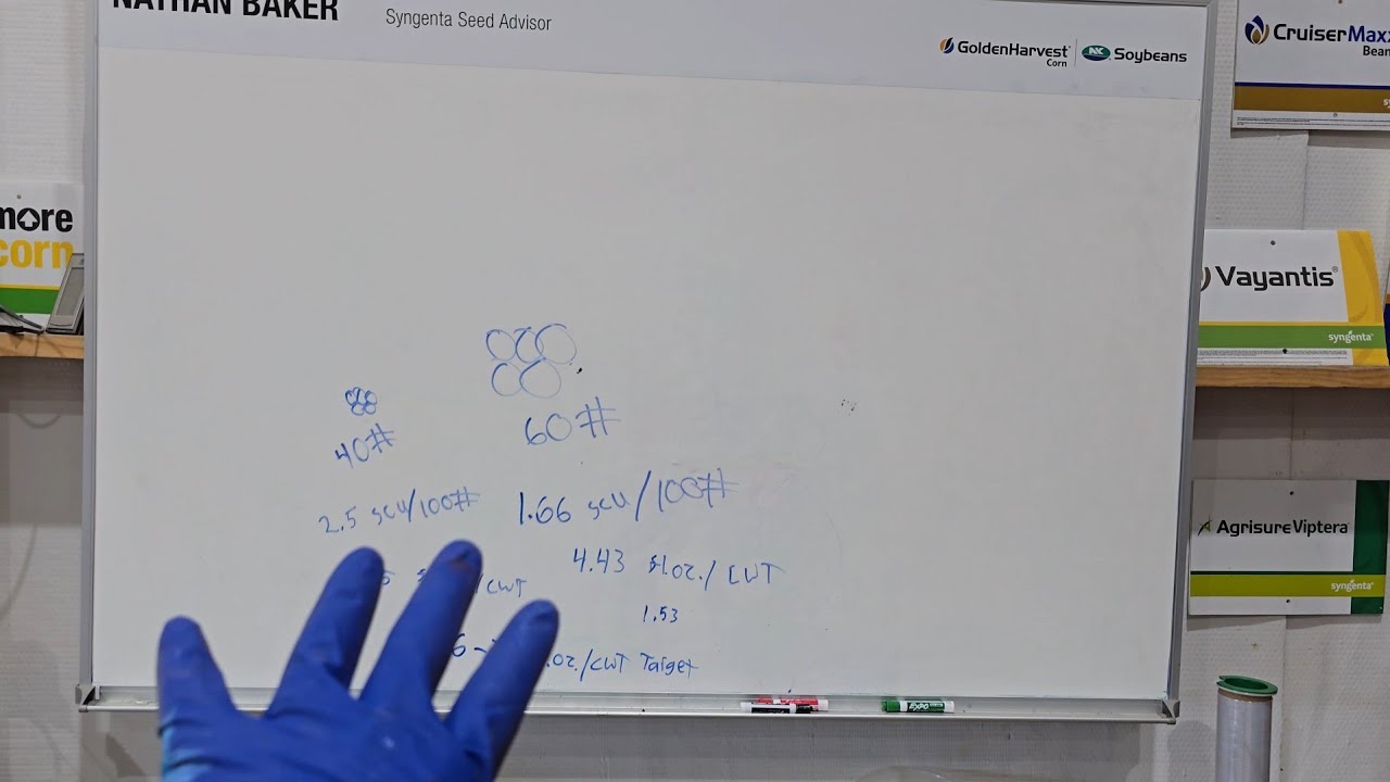 Treating Big Beans vs Small Beans - YouTube