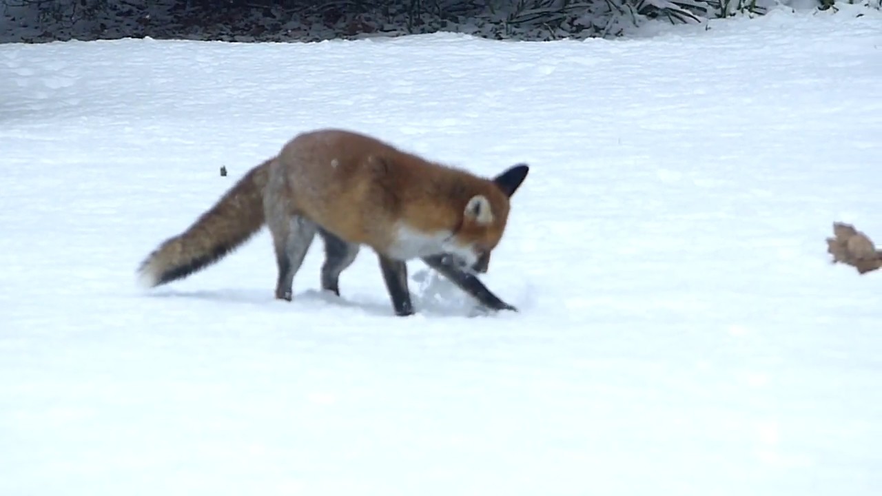 Garden Fox Playing in snow - YouTube