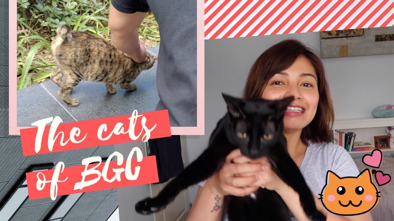 How To Handle Sick Stray Cats In BGC | Sheila Snow - YouTube