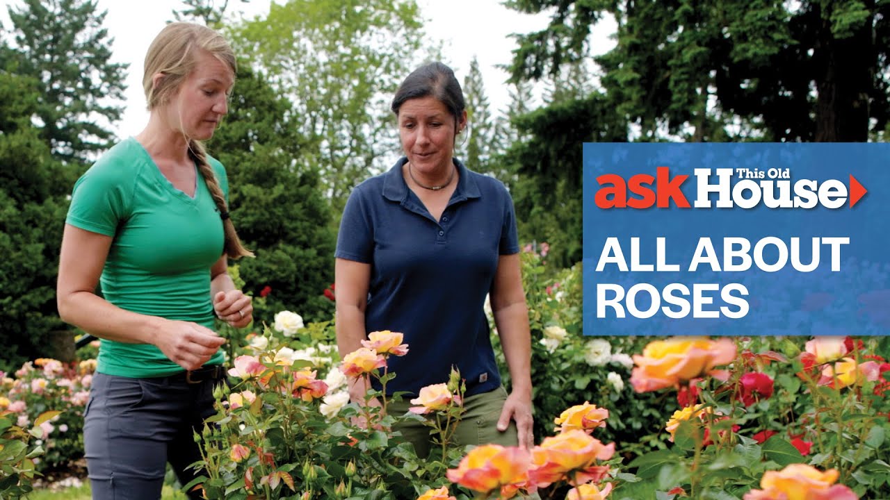 Jenn Learns All About Roses | Ask This Old House - YouTube