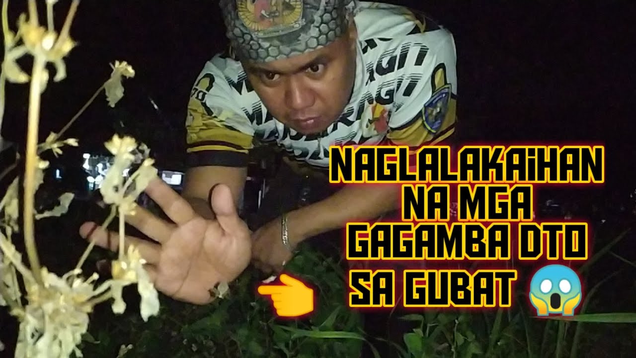 dako kaayo - Spider hunt 😱 - YouTube
