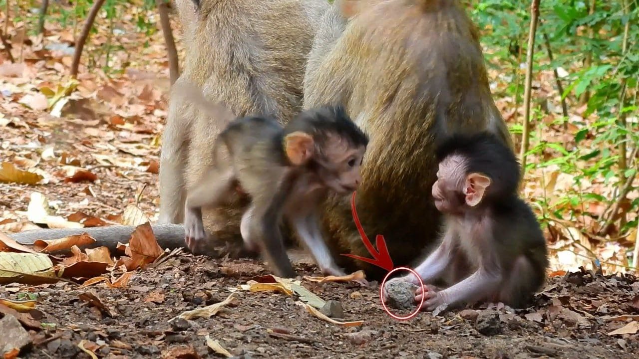 The two adorable baby monkeys playing fun together look so precious ...
