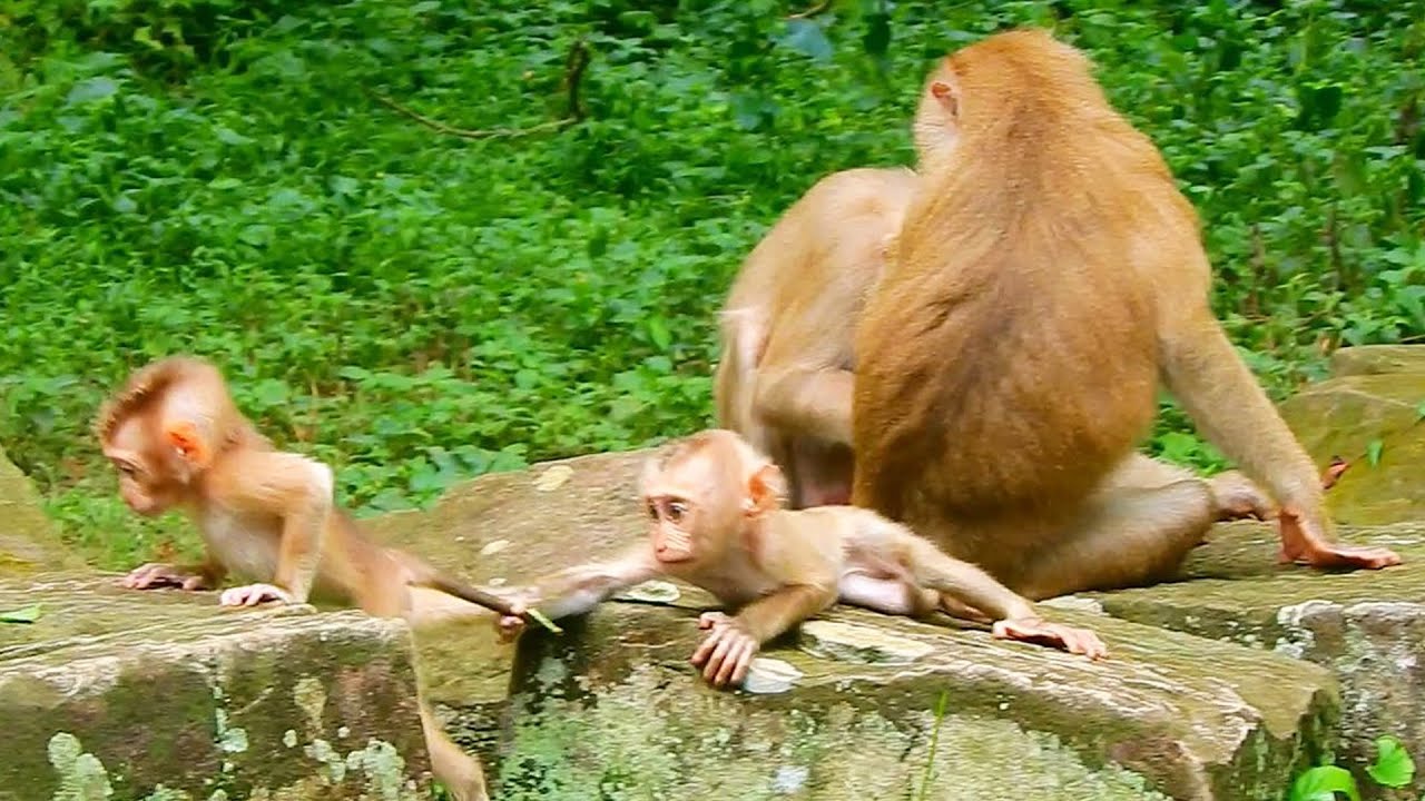 Most Attractive Monkey Fun Clip: Watch Them Play Happily Together #cute ...