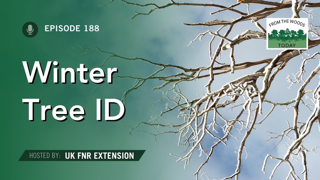 Winter Tree Identification - From the Woods Today - Episode 188 - YouTube