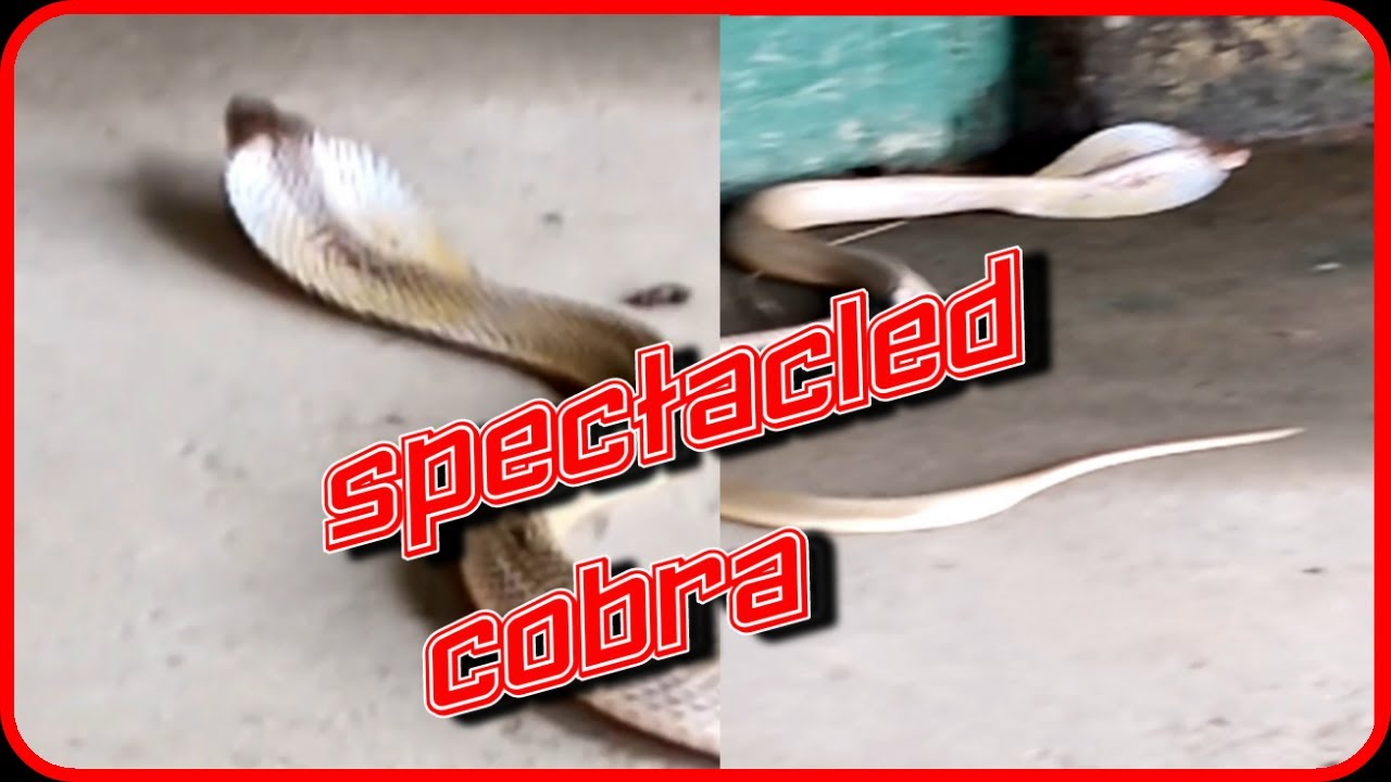 HIGHLY VENOMOUS SPECTACLED COBRA / NAG SAANP - YouTube