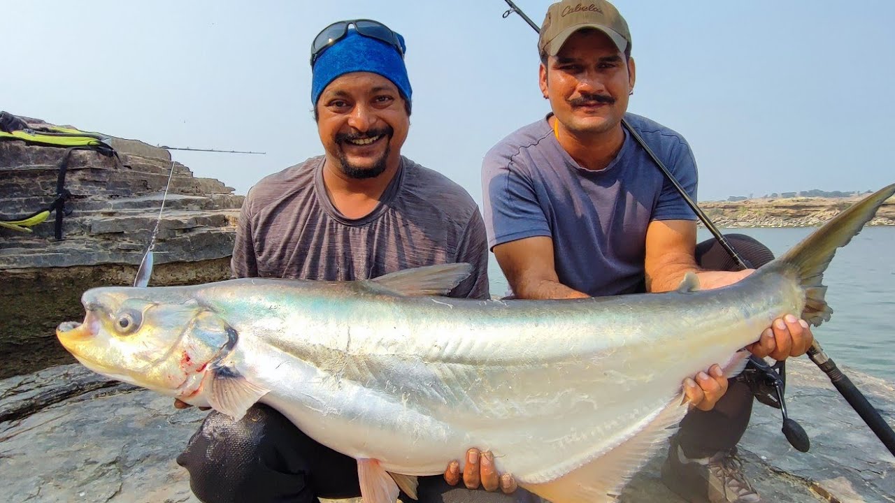 Massive Size Silond catfish (Silonia Silondia) caught on Fishmen 3d ...
