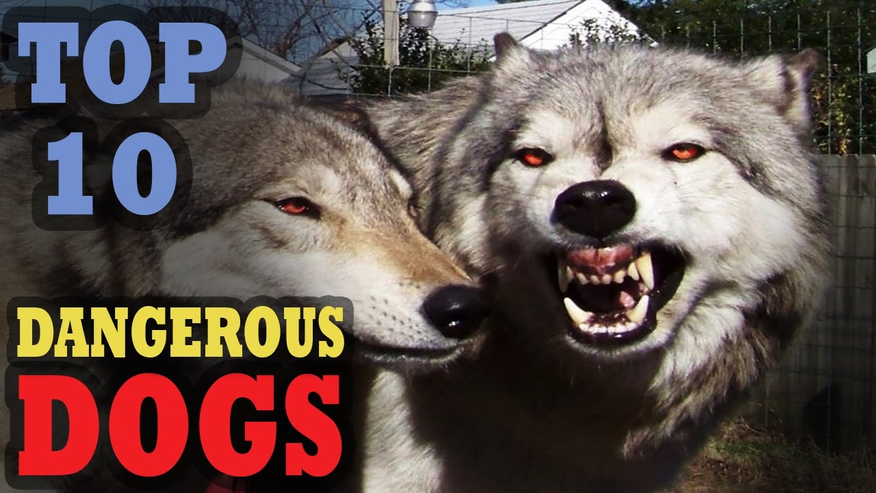 Amazing World || The World’s 10 Most Dangerous Dog Breeds - YouTube