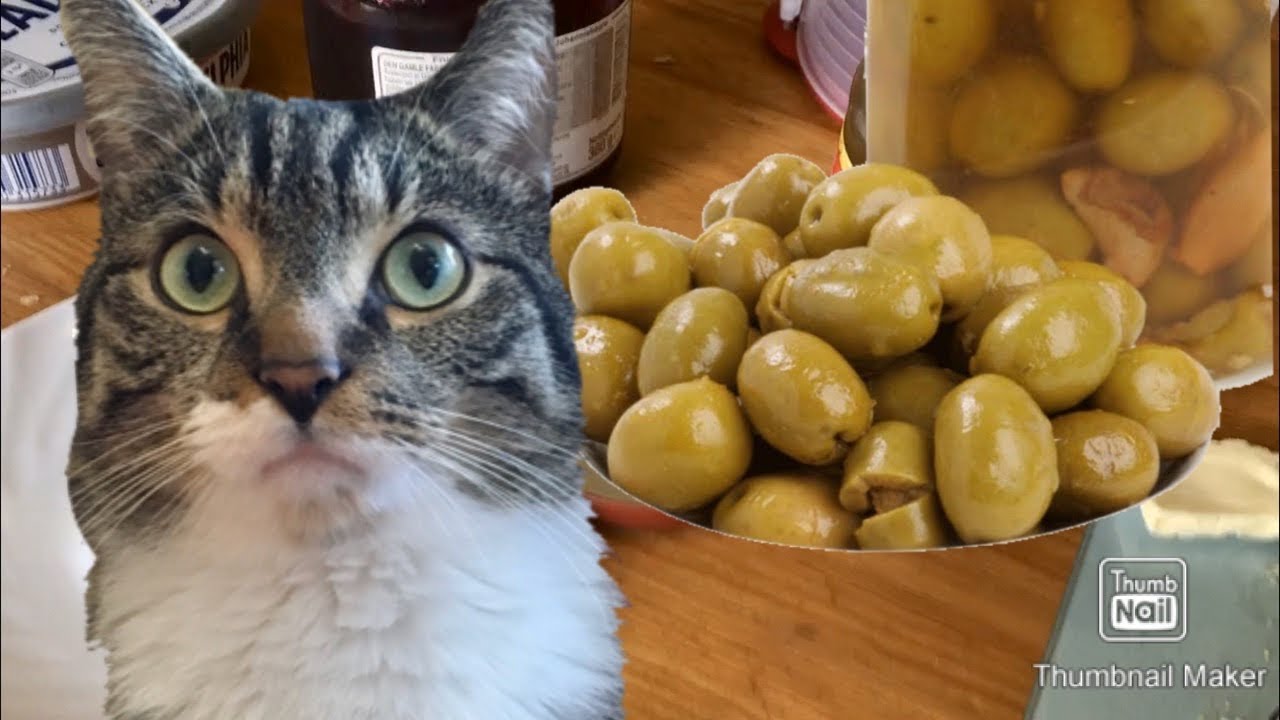 Was passiert wenn man einer Katze Oliven gibt? - YouTube