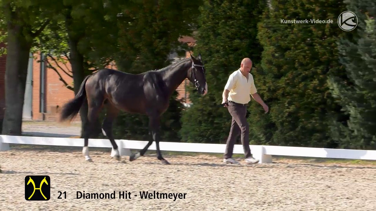 Hanoverian Stallion Licensing 2016 No 21 by Diamond Hit Weltmeyer - YouTube