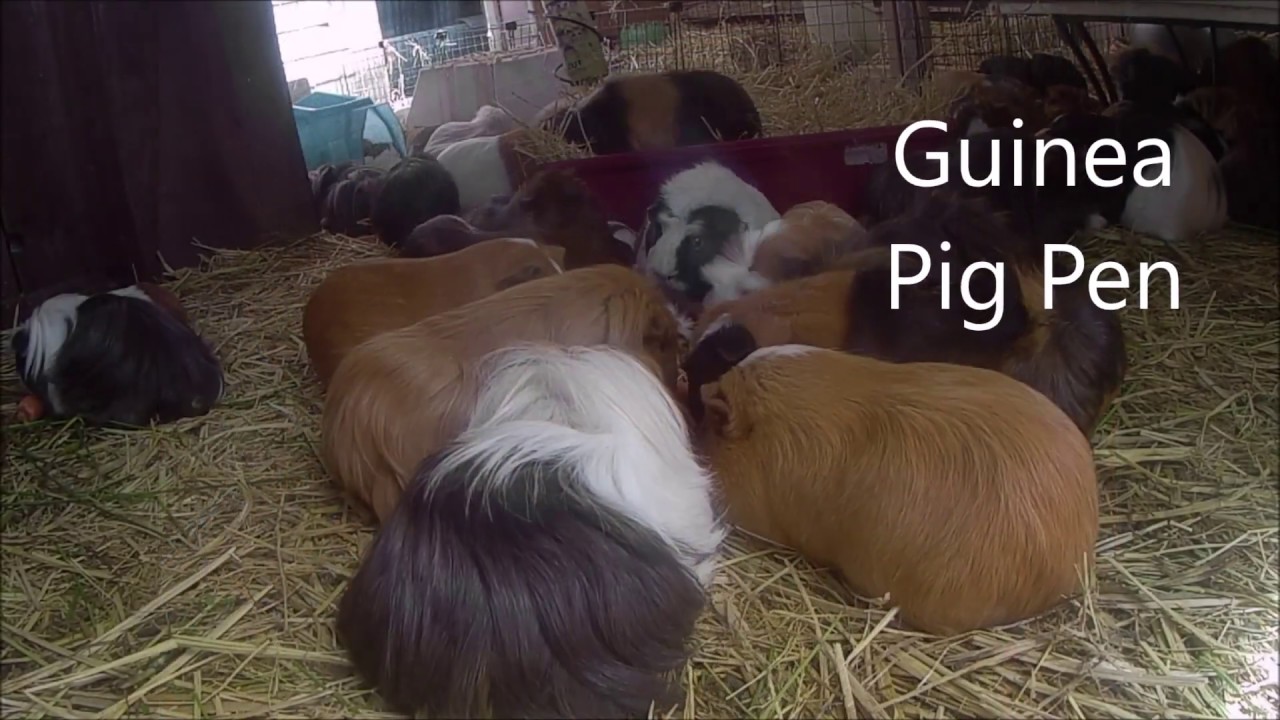 Guinea Pig Pen Clean - YouTube