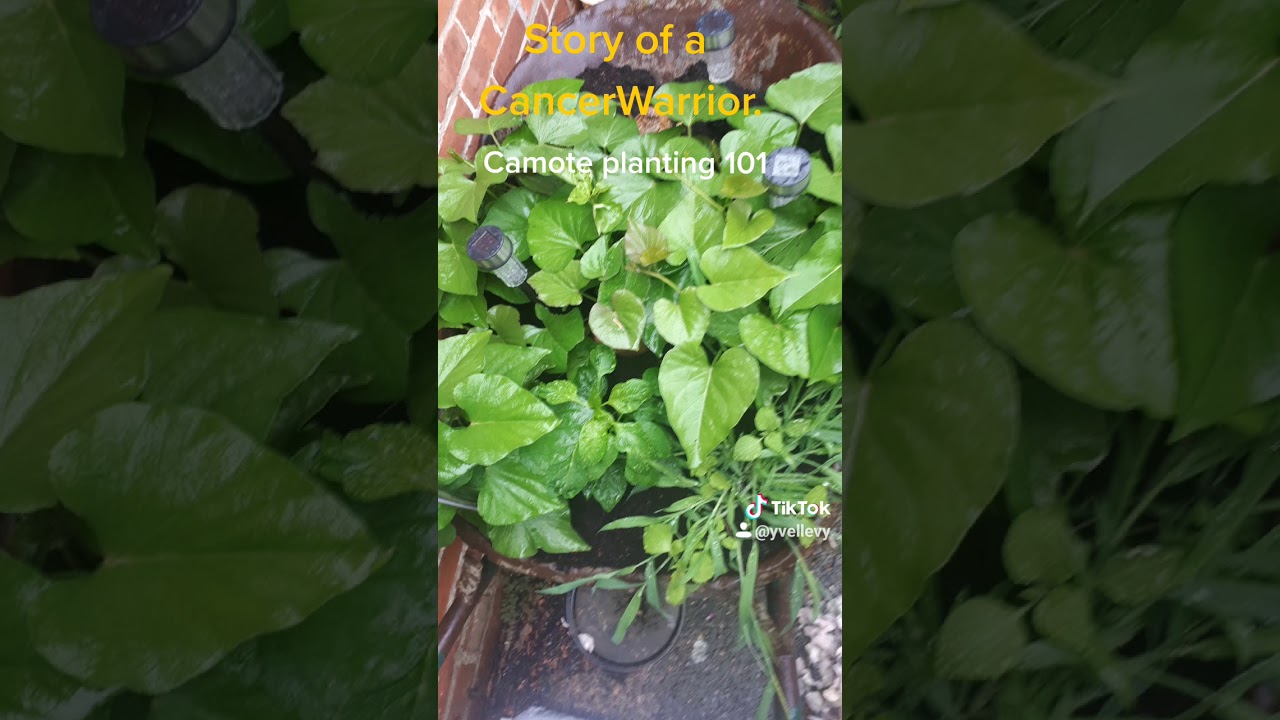 Camote planting 101 - YouTube