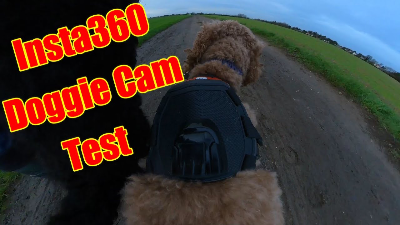 Insta360 one r Camera and editing Dog Camera test #insta360oner # ...