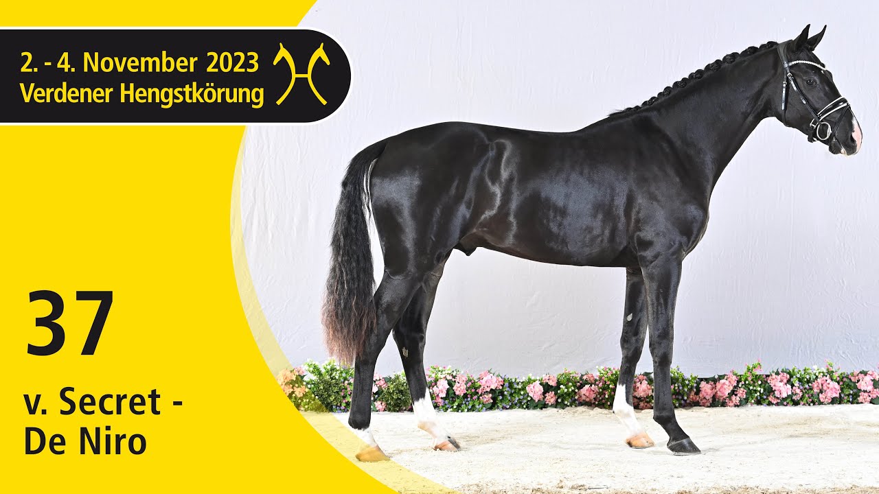 Verden Stallion Licensing 2023 - Dressage - Nov. 2-4 - No. 37 Stallion ...