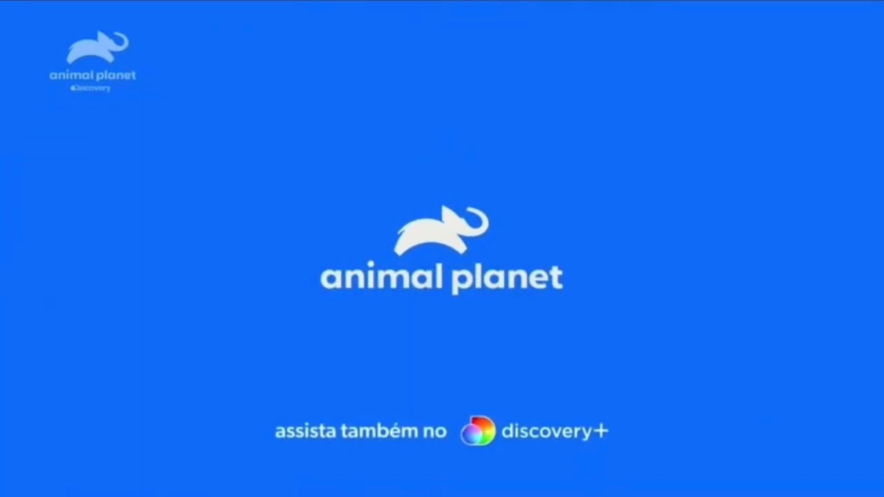Animal Planet (Brazil) - Continuity (November 6, 2022) - YouTube