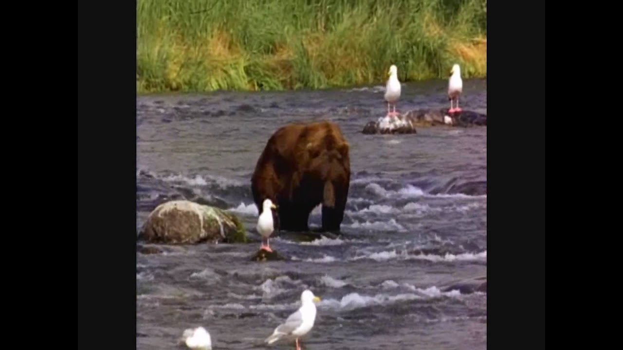 Windows Vista Video Sample #1 - YouTube