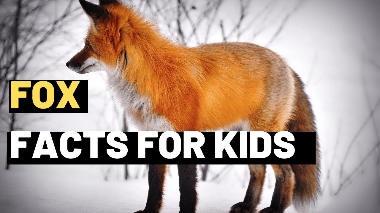 Foxes Fascinating Facts About Foxes A Fun And Educational Video For foxes-fascinating-facts-about-foxes-a-fun-and-educational-video-for